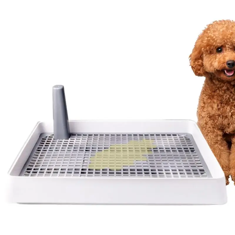 Are Male Standard Poodles Easy To House Break And Train