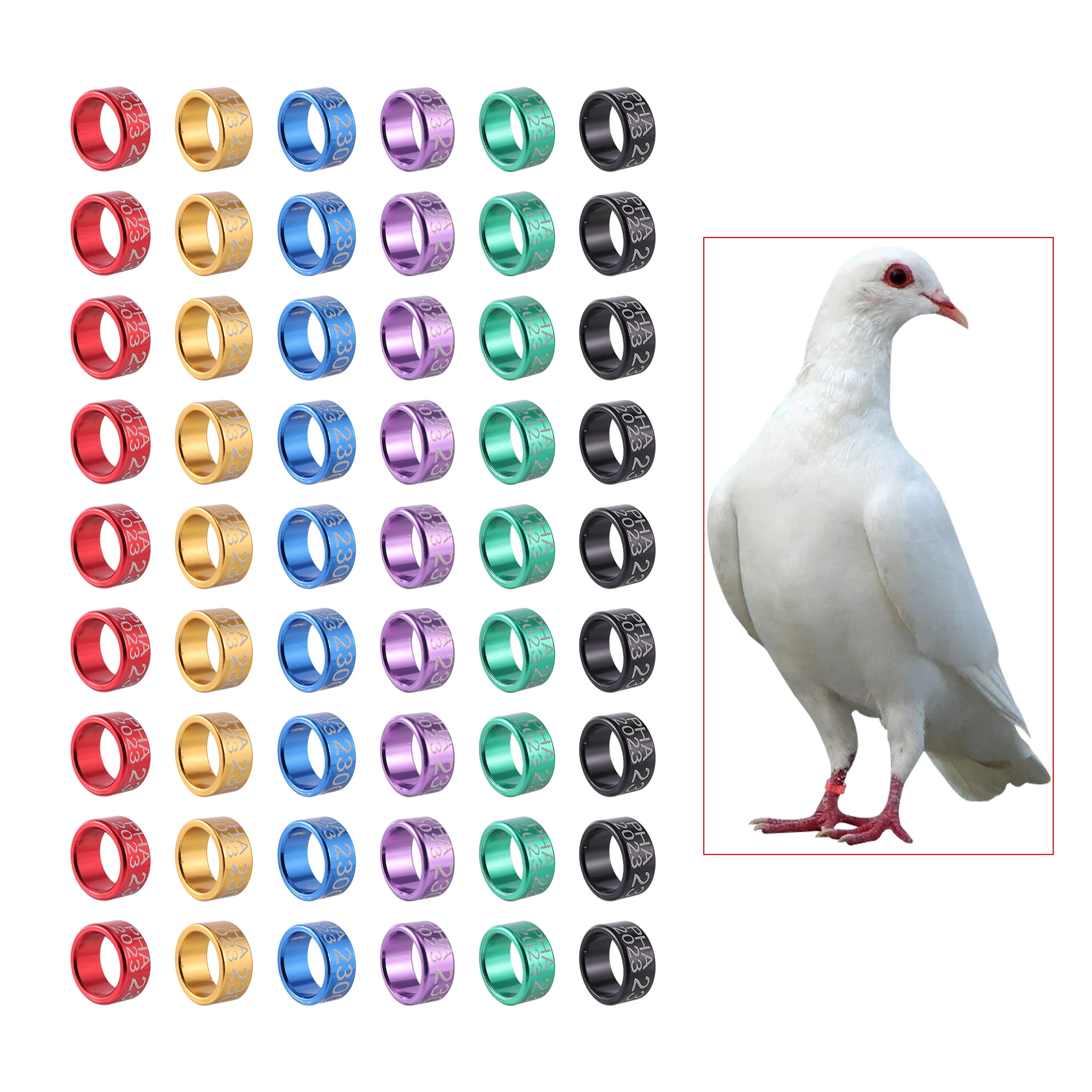 Pigeon Racing Pha