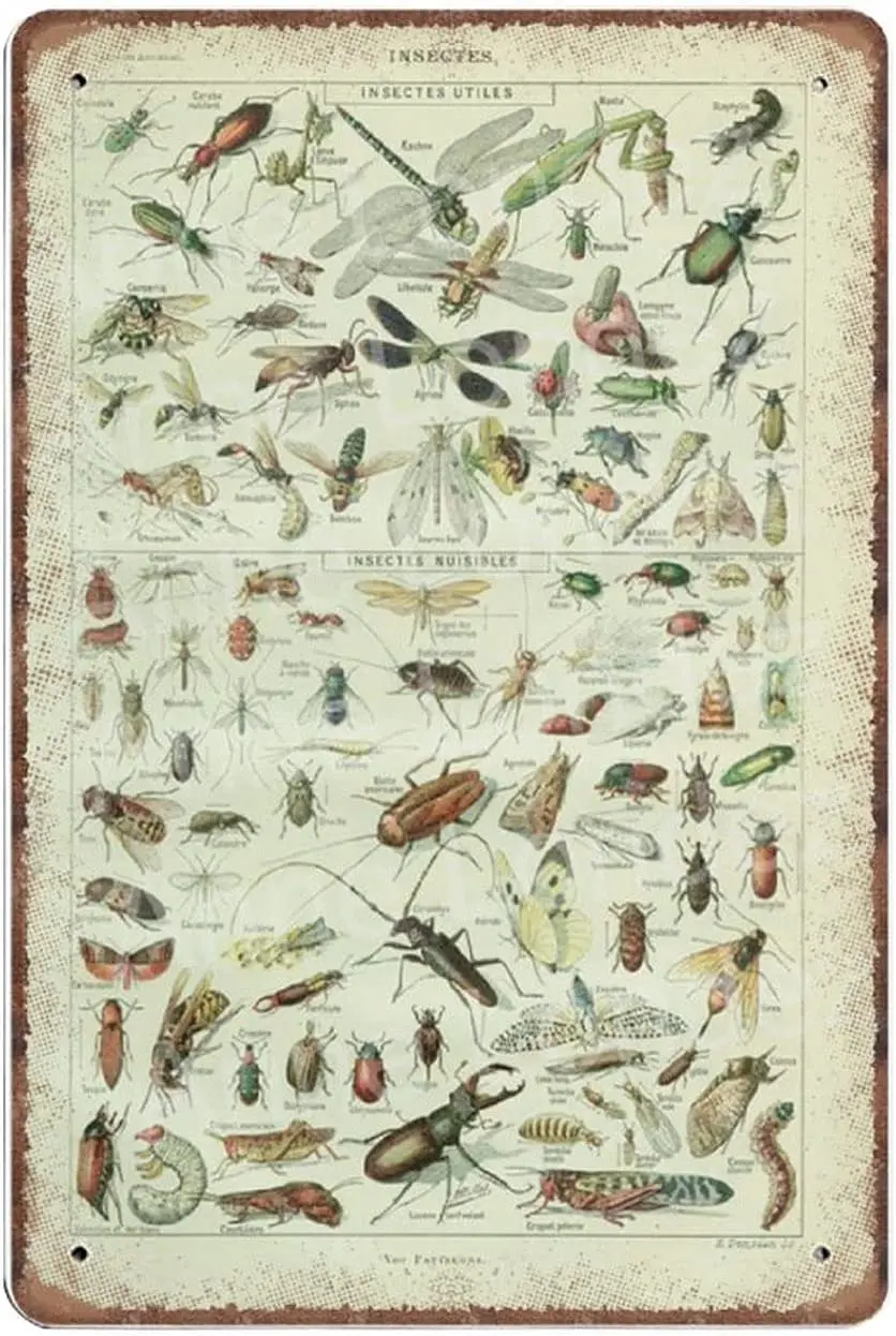 Insects-Art-1922-Vintage-Old-Insects-Tin-Signs-Bugs-Art-Biology-Poster ...