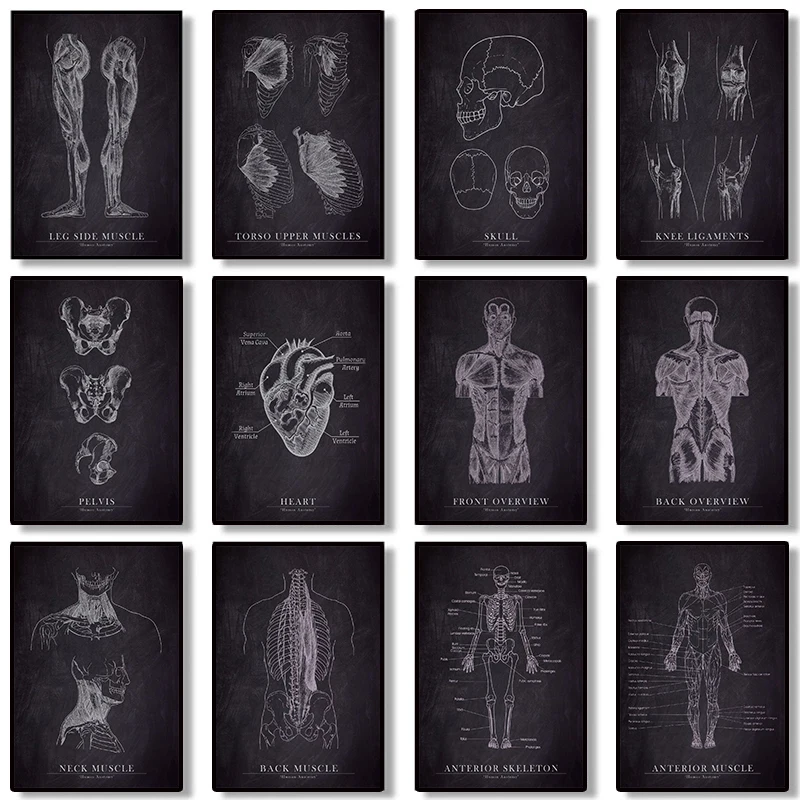 Human-Anatomy-Artwork-Medical-Wall-decor-poster-Picture-Skeleton-Organ ...