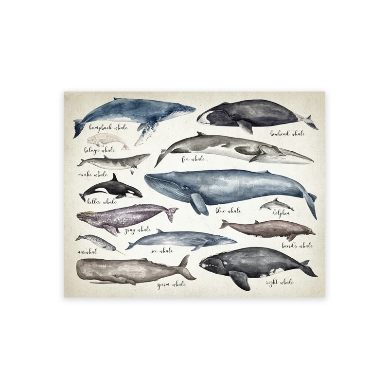 Blue Whale Size Comparison Chart