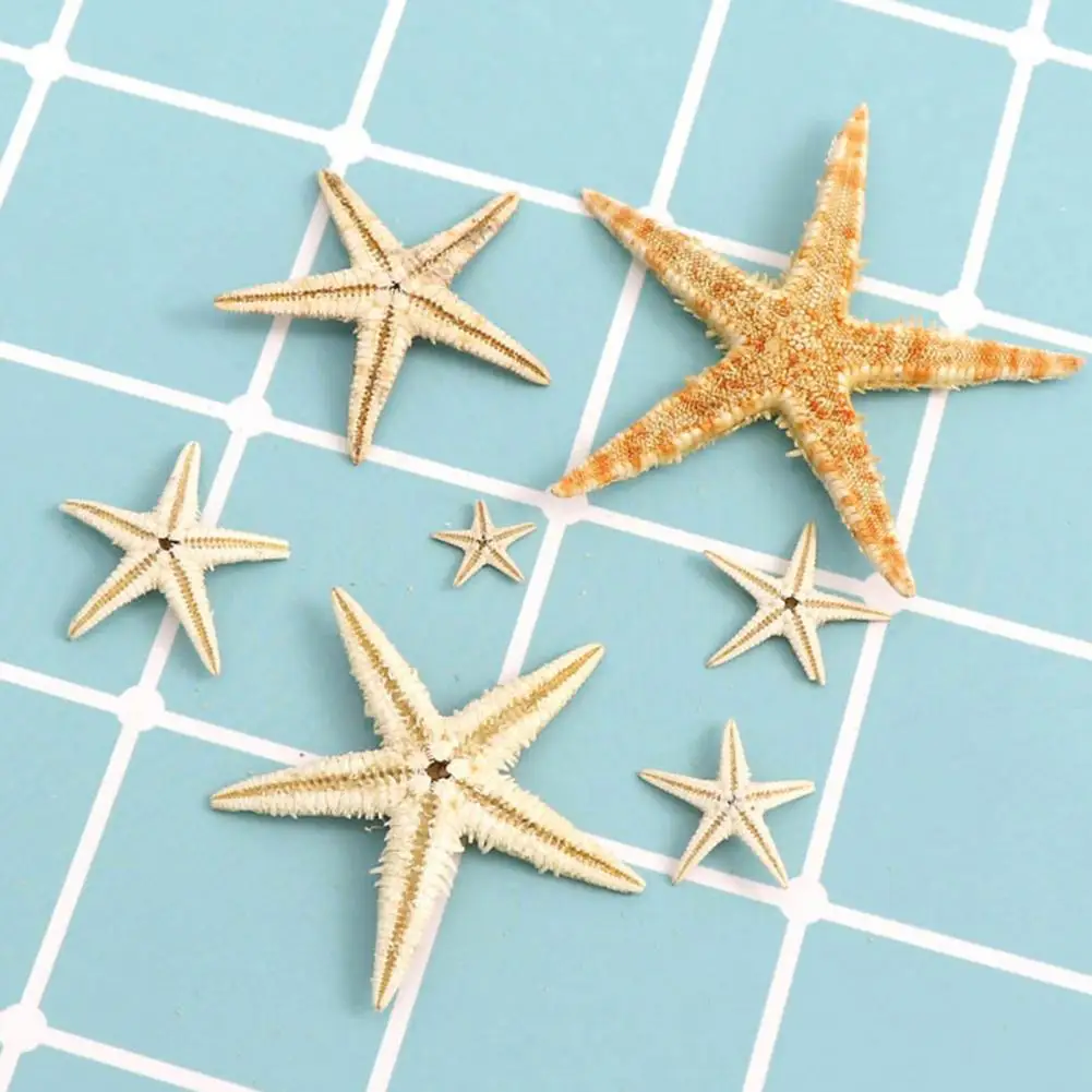 1-Box-Starfish-Seashell-Practical-Mixed-Starfish-Seashell-Portable ...
