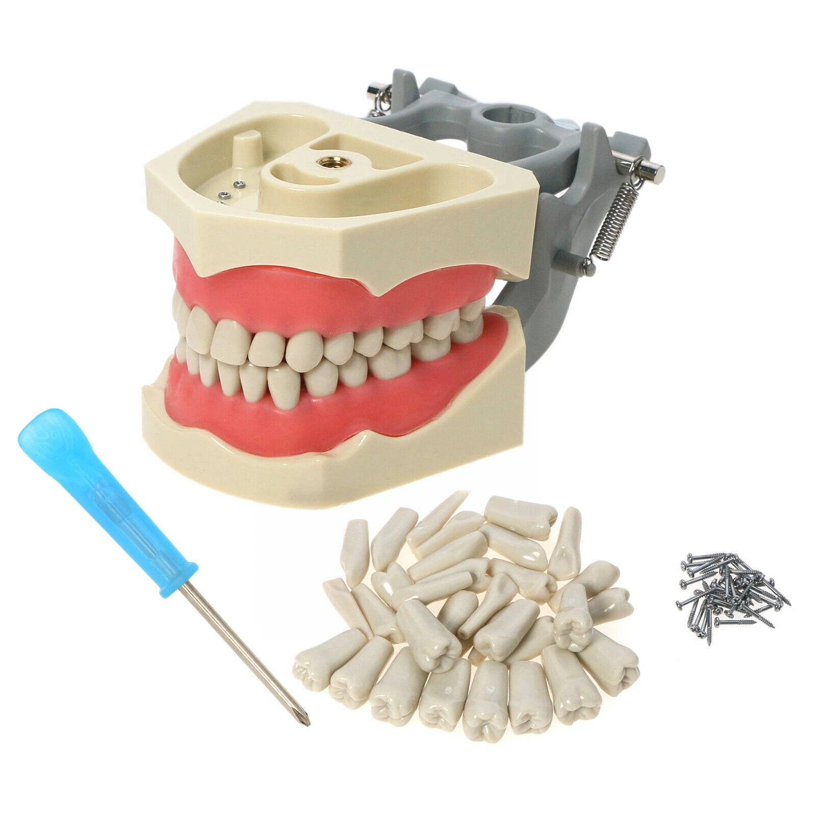 Columbia-860-Type-Typodont-Teeth-Dental-Replacement-Tooth-Model ...