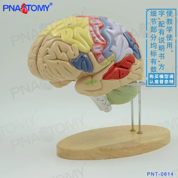 Psychology Brain Model