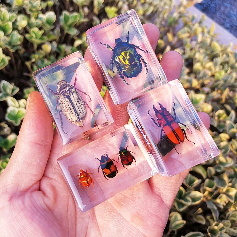 Real-Insects-24-Insect-Resin-Specimens-Collected-Insect-Paperweights ...