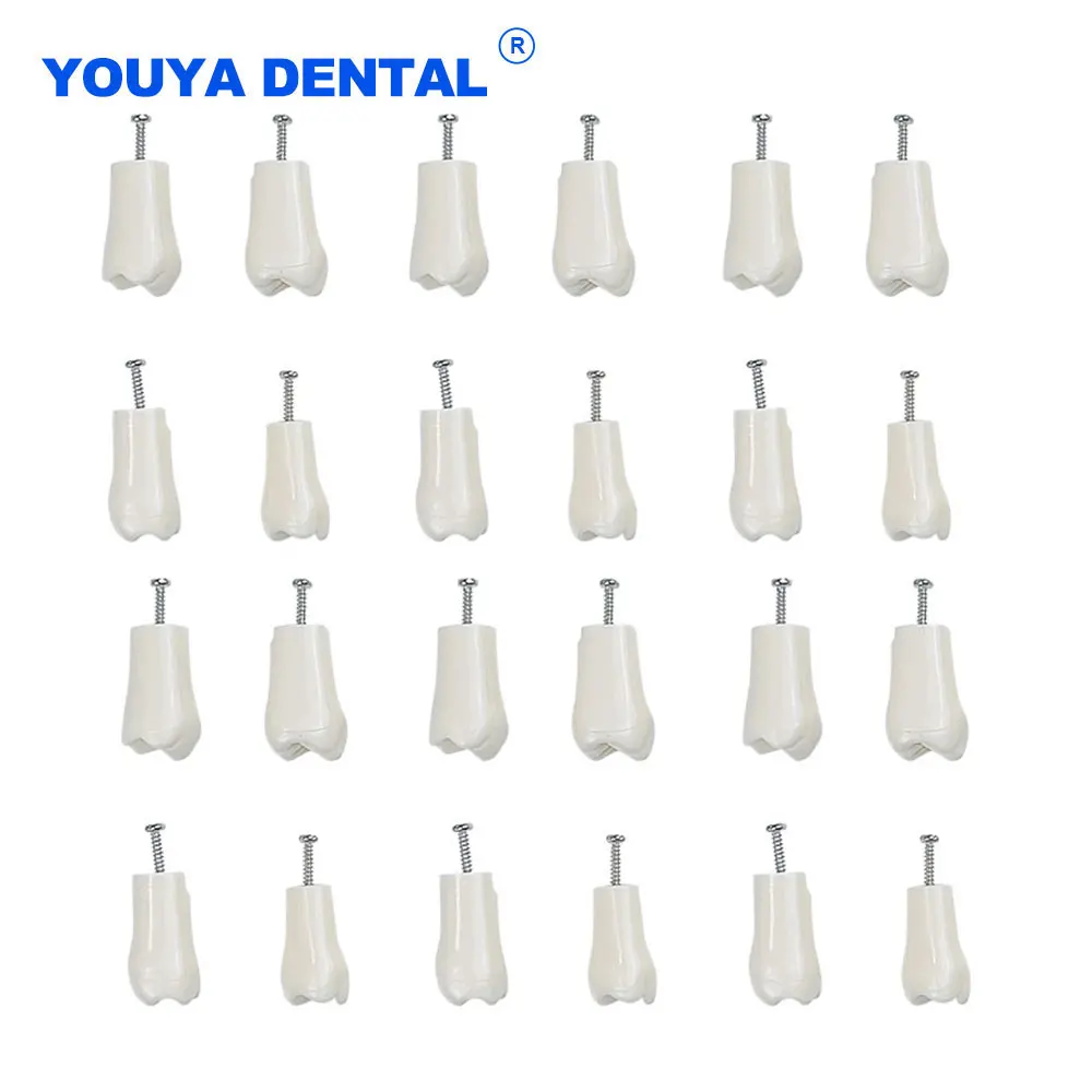1set-Dental-Resin-Removable-Teeth-tipodont-Model-Plastic-Simulation ...