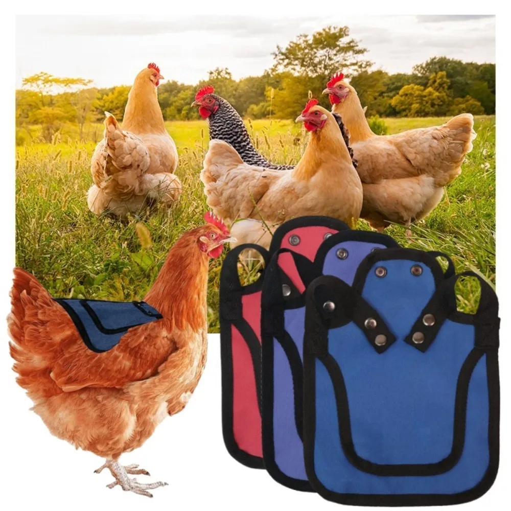 Adjustable Chicken Saddle Feather Waterproof Anti Injury Protection ...
