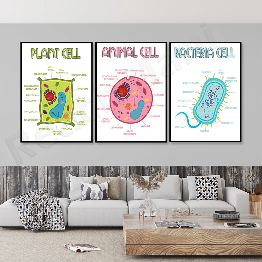 Plant Cells For Kids Science