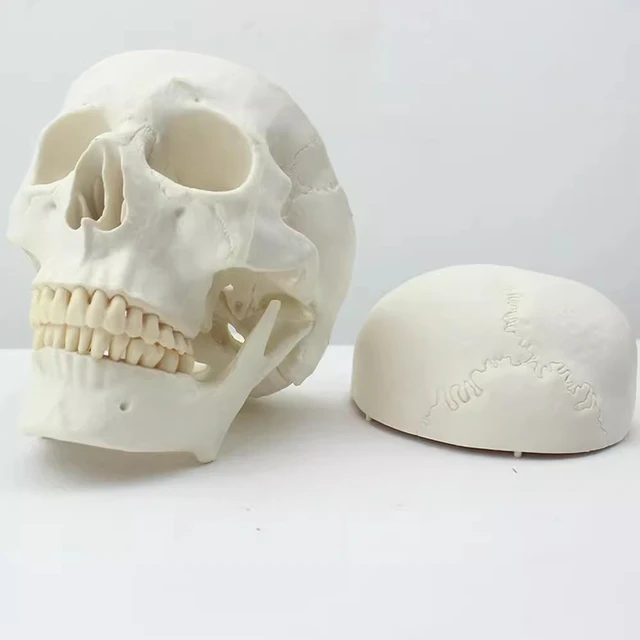 Asian Skull