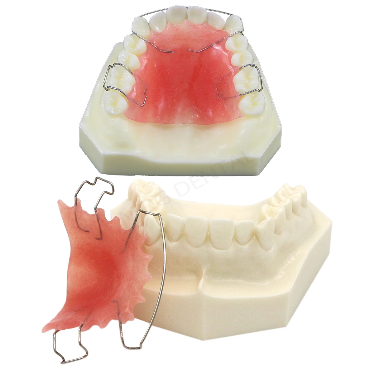 Zahn-kieferorthop-die-Zahn-modell-mit-Retainer-Dental-Education-Modell ...