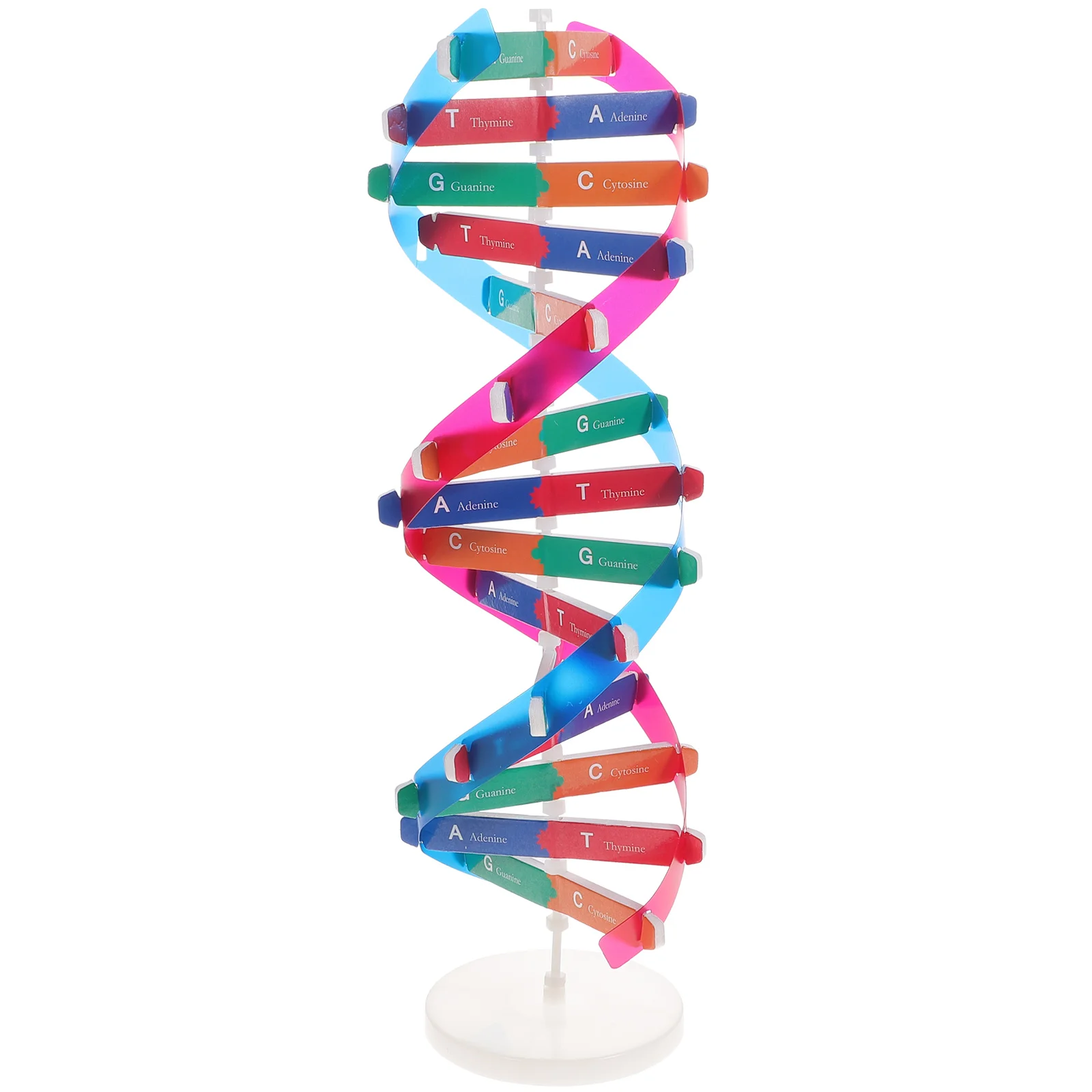 Genes-Learning-Toy-Show-Rack-Model-DNA-Display-Stand-Bamboo-Structure ...