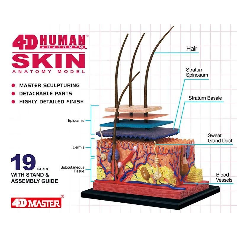 4D Human Skin Model Hair Organs Assembling Puzzle Model Teaching Model ...