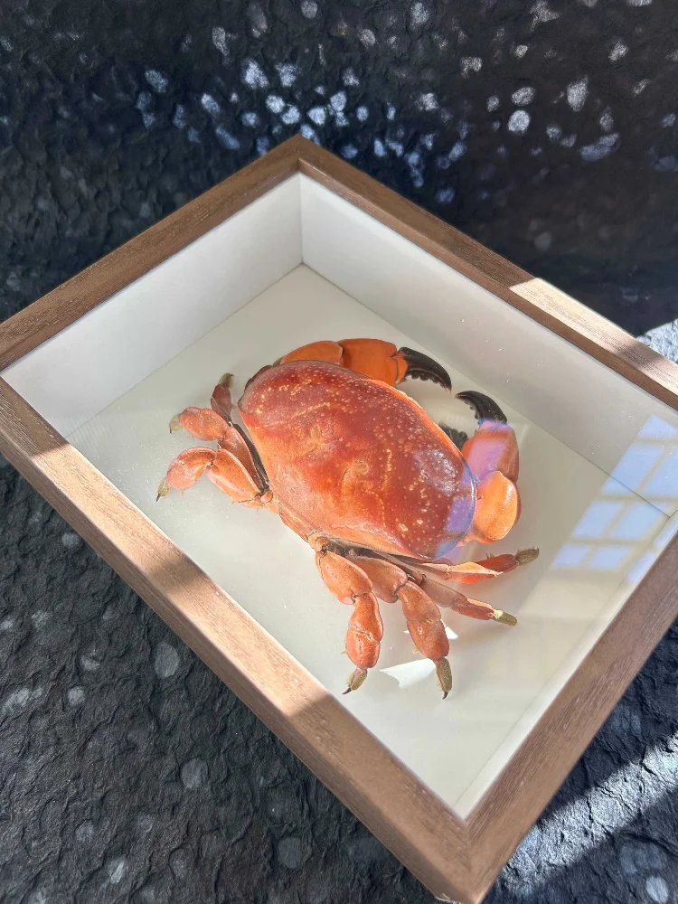 Aijie crab specimen gift packing finished real crab making whole ...