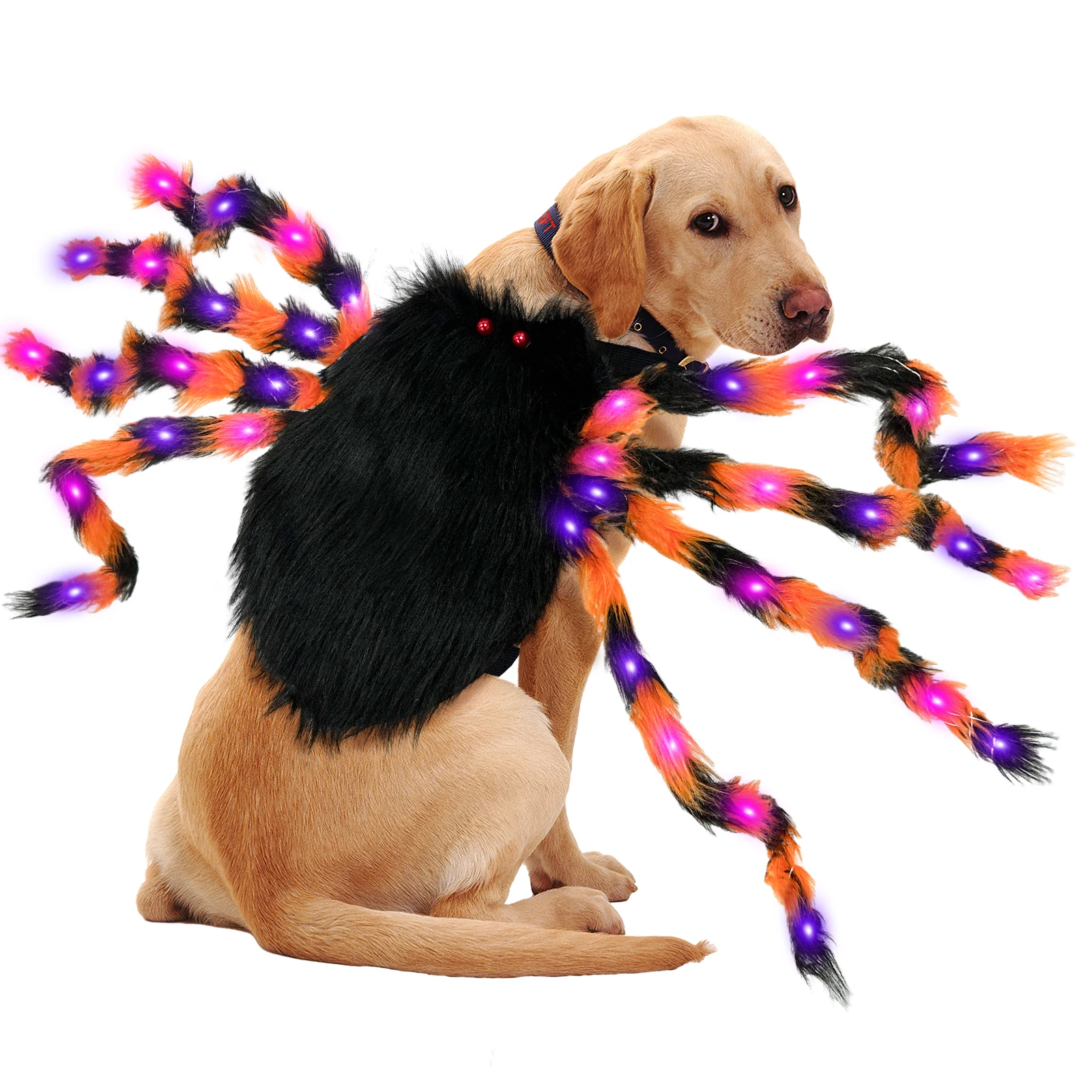 Spider Dog