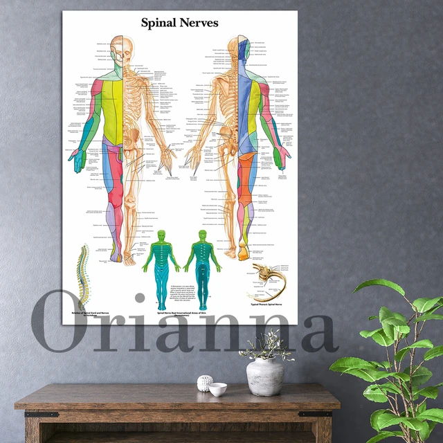 Spinal Nerve Chart