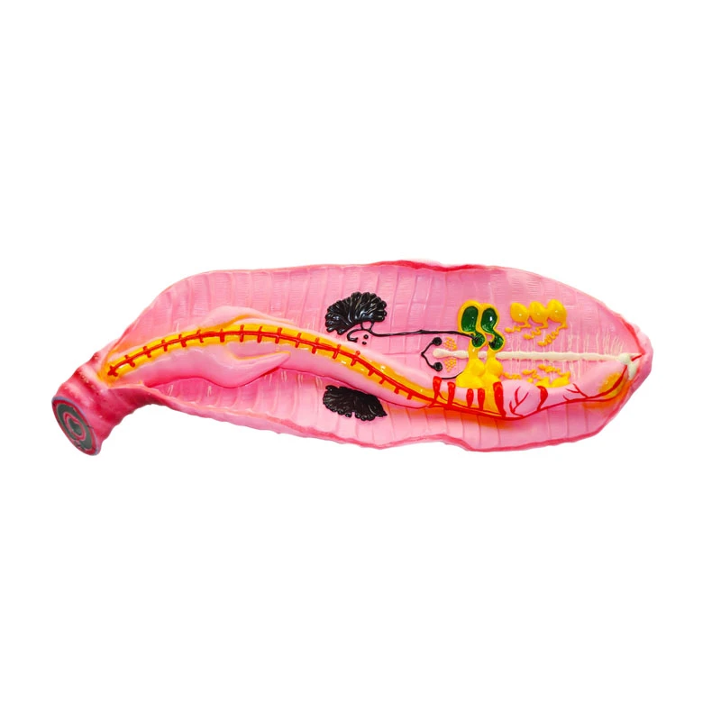 Earthworm Anatomy Model