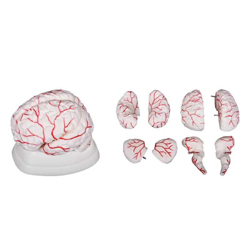 Plastic-PVC-Medical-Brain-Anatomical-Models-for-Educational.jpg