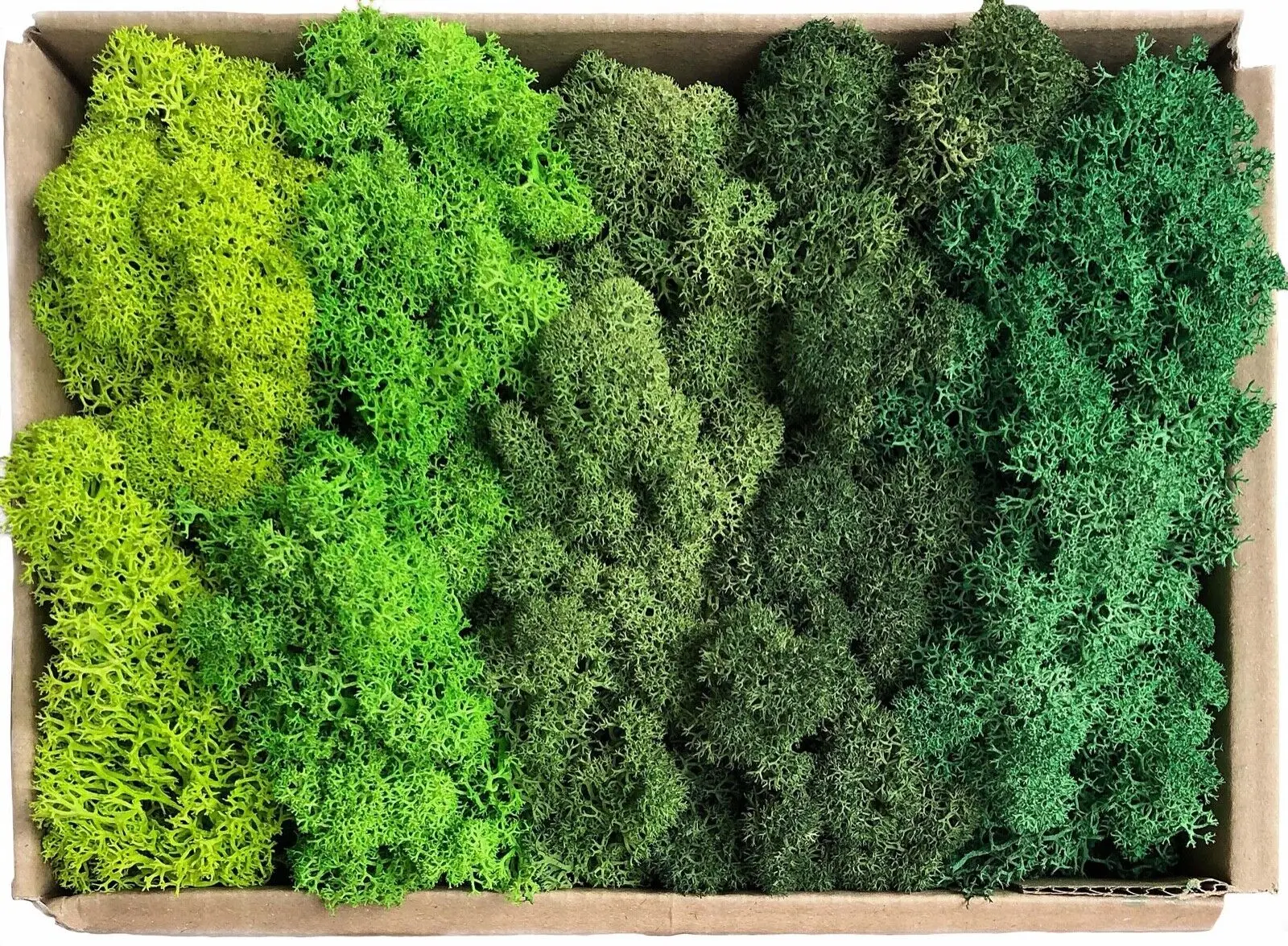 20g/200g Natural Green Colored Moss Simulation Plants Eternal Life Moss ...