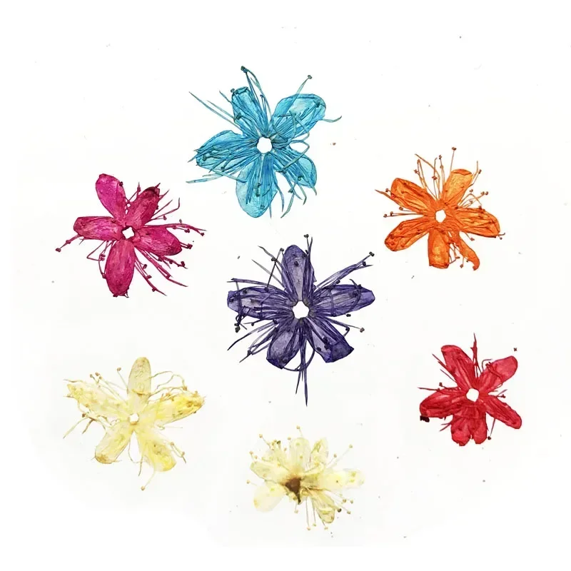 60pcs-Dried-Pressed-Symplocos-Paniculata-Flower-Plant-Herbarium-For ...