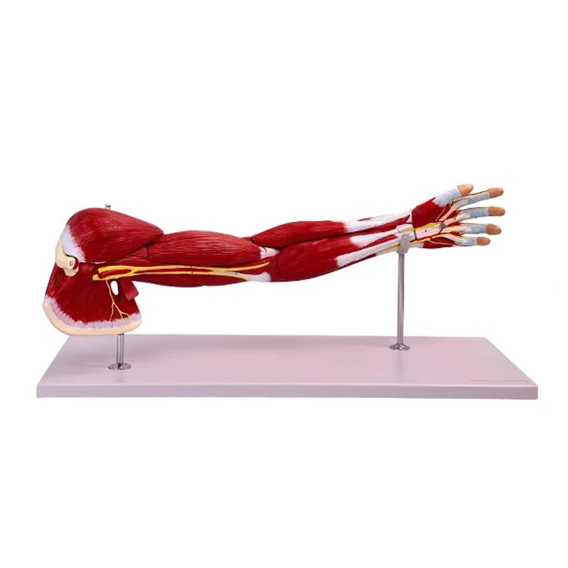 Human-Arm-Muscle-Anatomical-Model-Upper-Limb-Muscle-Vascular-Nerve ...