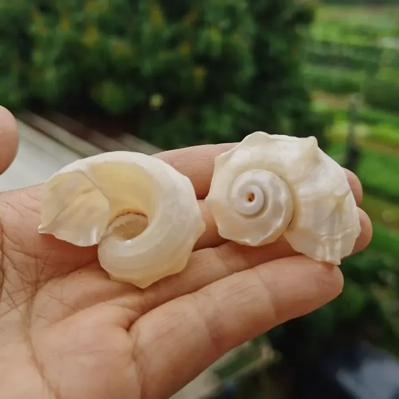 Silver-Mouth-Round-Thorn-Snail-Natural-Conch-Shell-Hermit-Crab ...