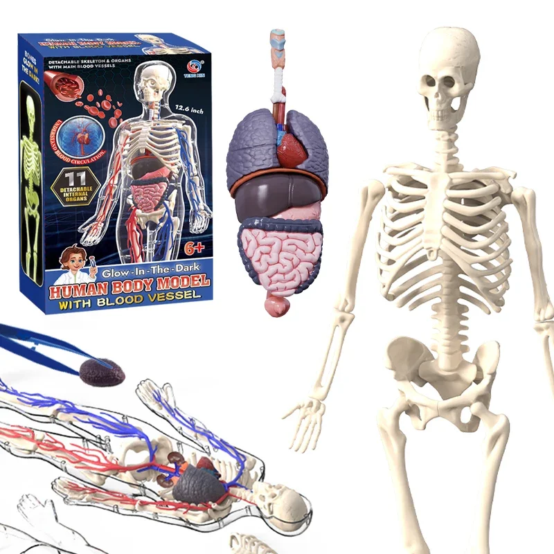 Anatomy Model Clear Human Body Structure Model, Anatomy Figure 3D ...