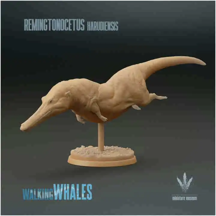 Protocetus
