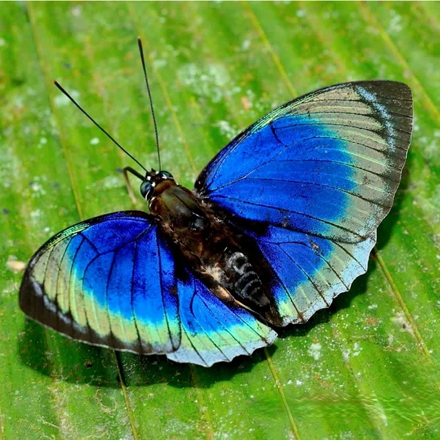 Real Butterfly In Nature