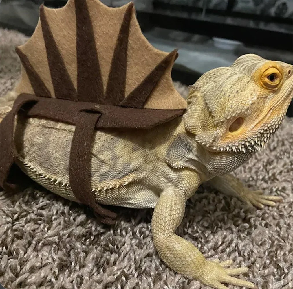 Lizard Dorsal Fin Accessories Ultra Light Felt Easy Wear Small Pet Cute ...