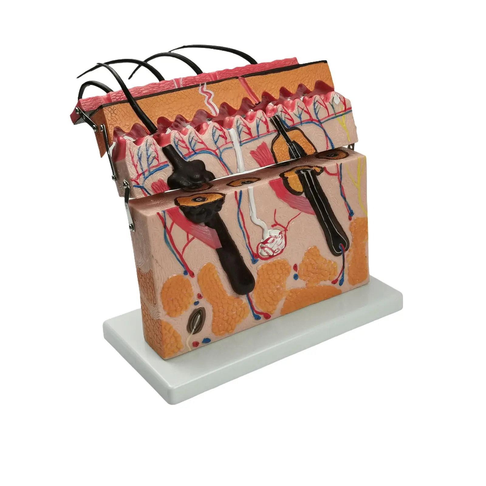 PVC-Hierarchical-Structure-Anatomical-Human-Skin-Block-Model-Medical ...