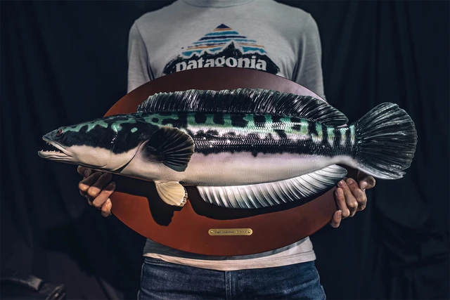 Baby Snakehead Fish