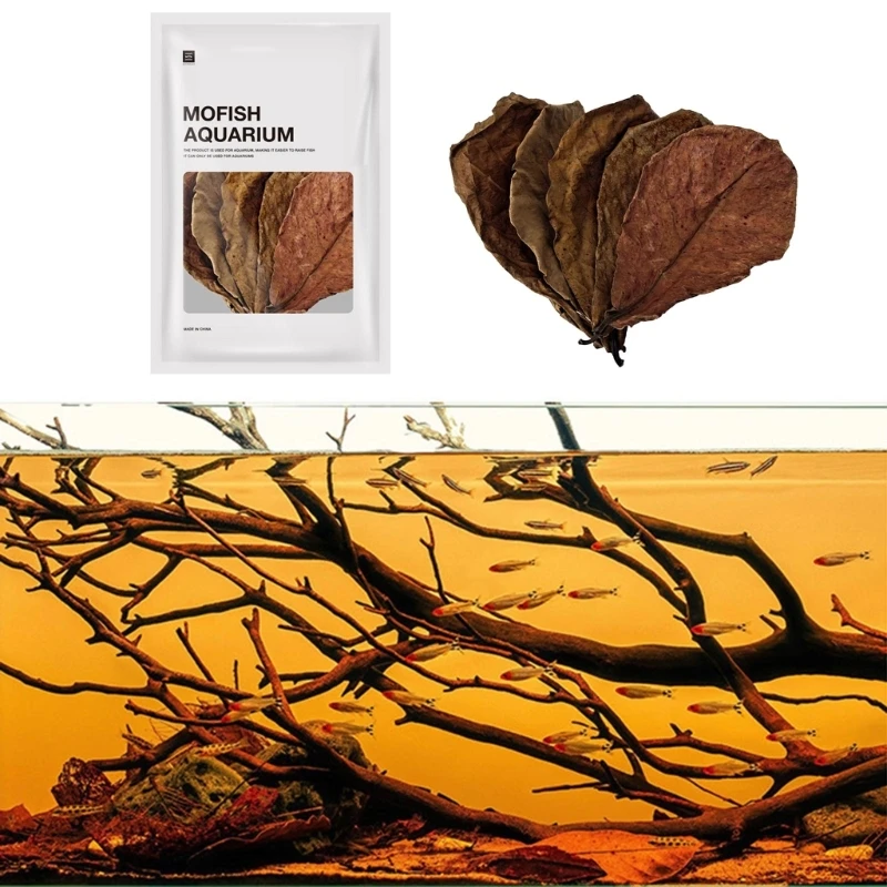 Catappa-Hojas-de-almendra-India-grande-para-acuario-de-peces-hojas ...