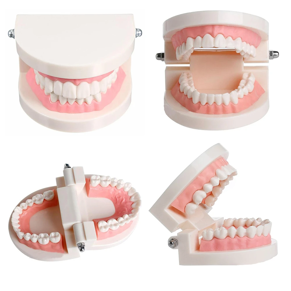 Dental Tooth Model Standard Teaching Dentist Model Teeth Model ...