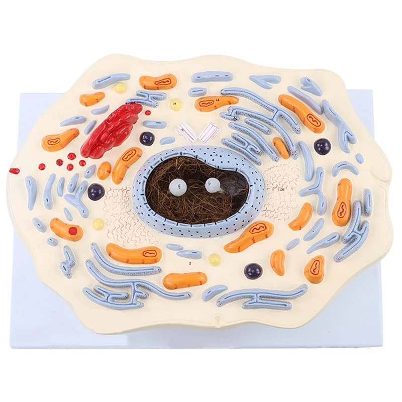 Animal-Cell-Model-Microstructure-Anatomical-Model-Middle-School-Biology ...