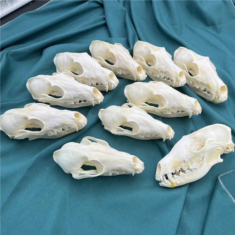 1/2/3/5/10 Pcs Real Fox Skull Taxidermy Real Bone Skeleton Halloween ...