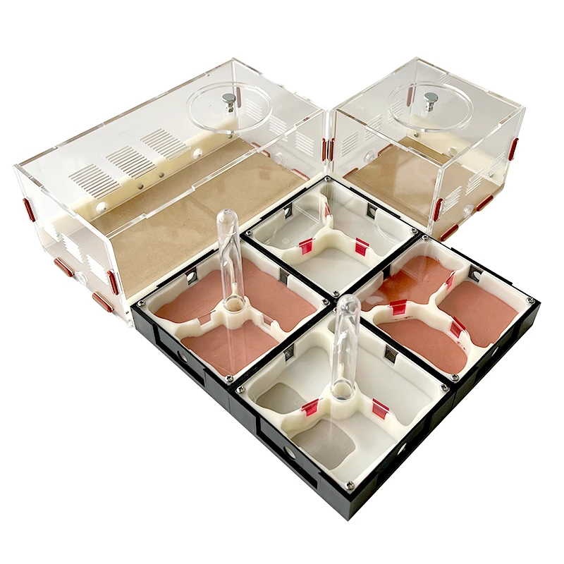 Acrylic-Ant-Farm-Unlimited-Expansion-Ant-Nest-with-Feeding-Area-Gypsum ...