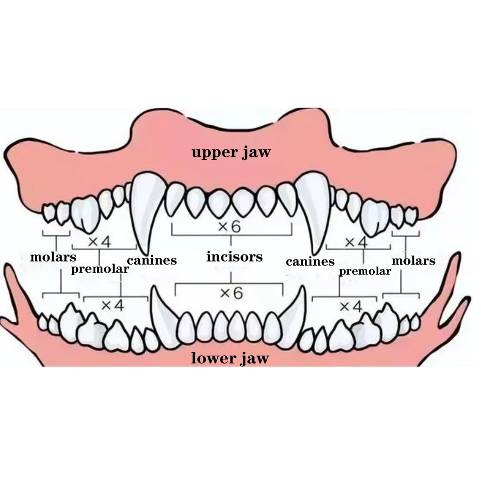 Canine Upper Premolar Teeth Diagram Maxillary Premolars
