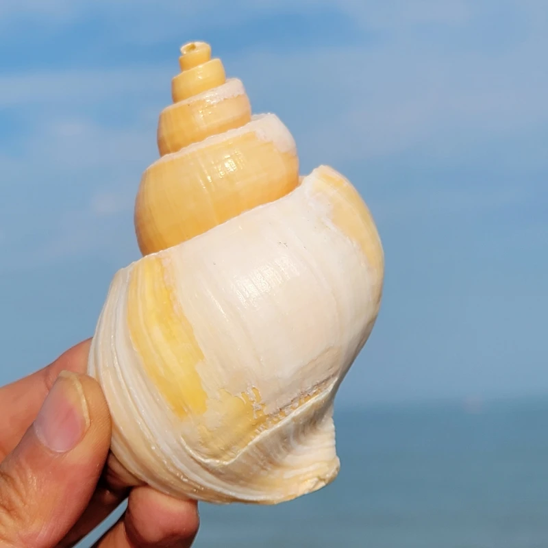 Rare-Specimens-of-Natural-Giant-Conch-Shells-Creating-Scenery-in-A ...
