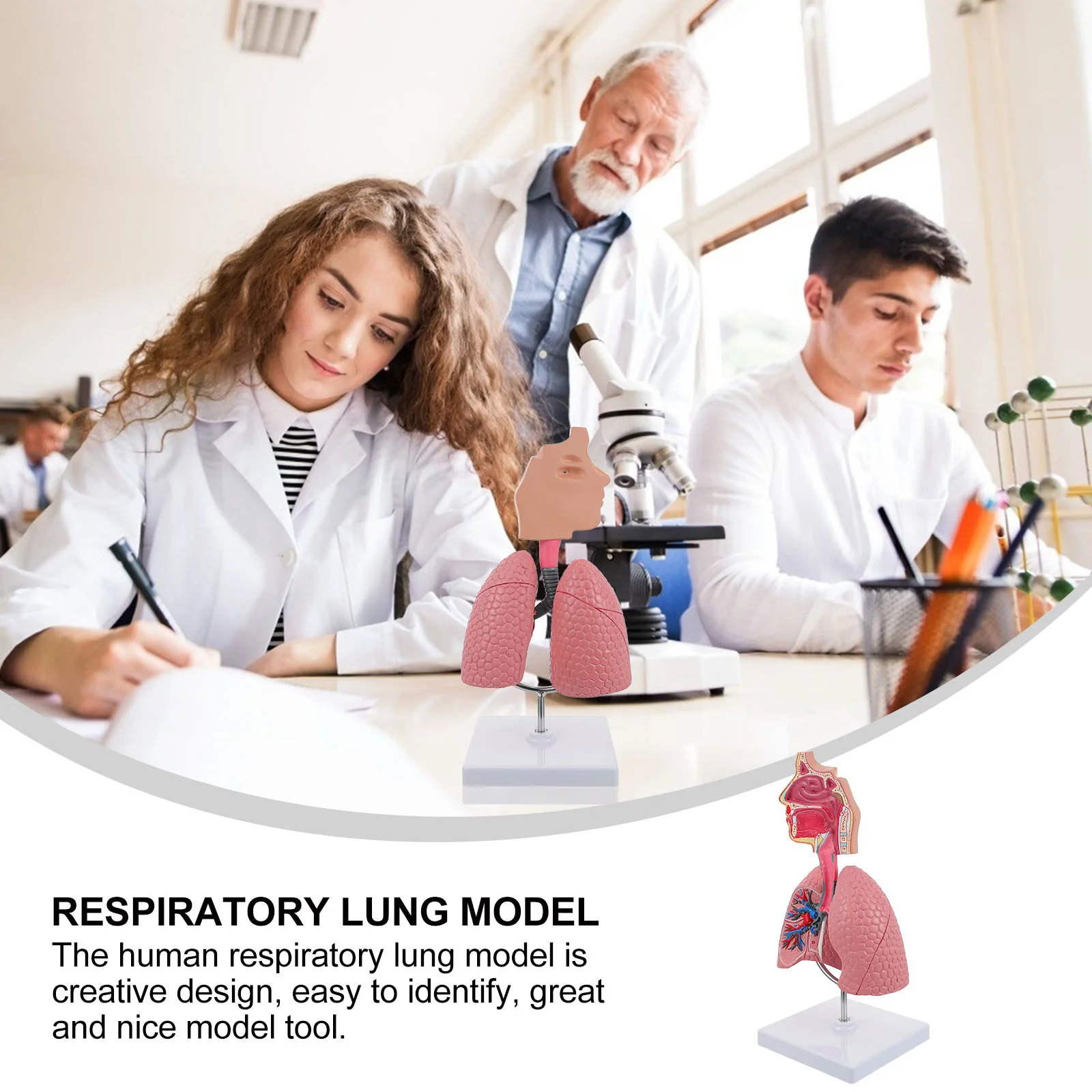 How To Make A Respiratory System Model For Kids