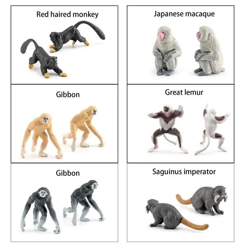 Species Of Monkeys Chart
