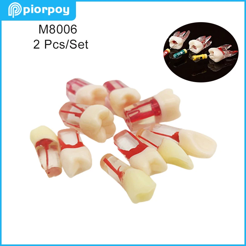 2-Pcs-Dental-Endodontic-Root-Canal-Model-Rotary-Files-Teeth-Study ...
