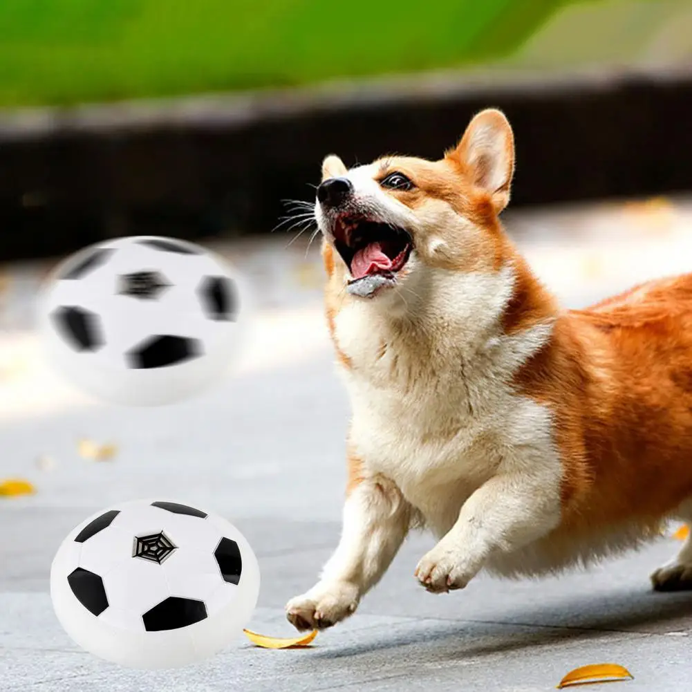 Puppies Playing Sports