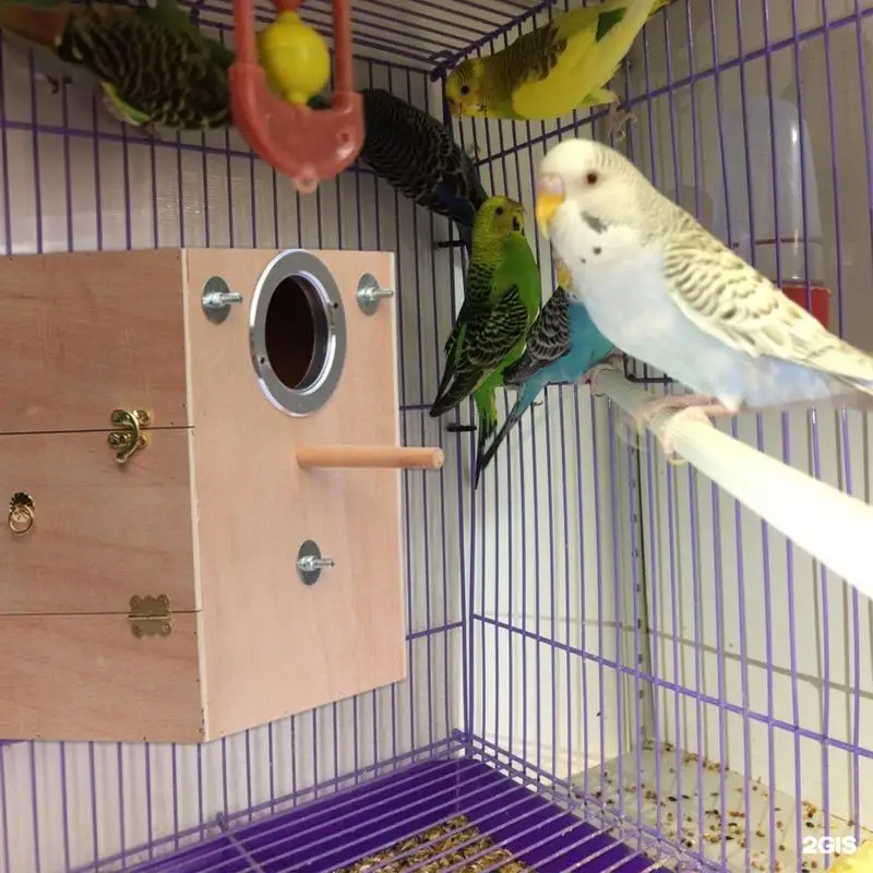 Clear Bird Breeding Box Transparent Bird Nesting Box For Window ...