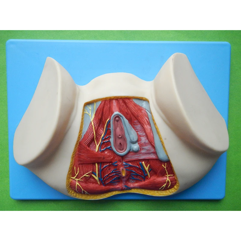 Triángulo Urogenital