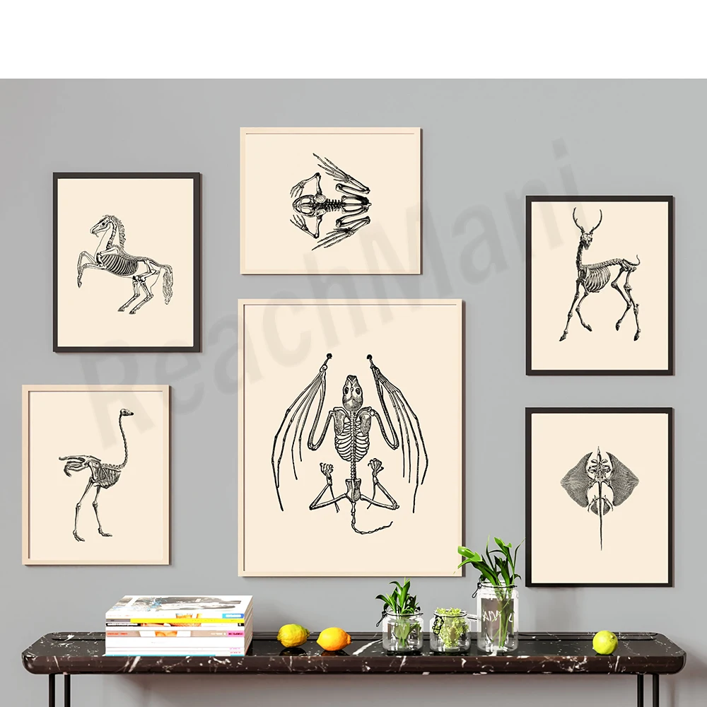 Animal-skeleton-art-stingray-deer-horse-animal-anatomy-wall-art-poster ...
