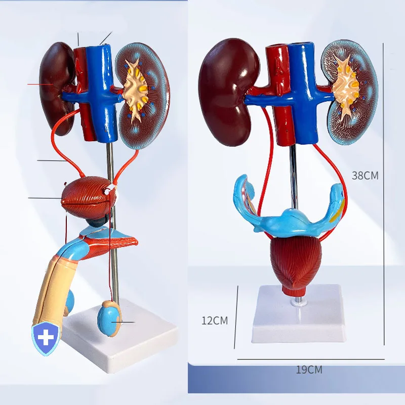 Male-Female-Genitourinary-System-Model-Renal-Anatomy-Three-dimensional ...