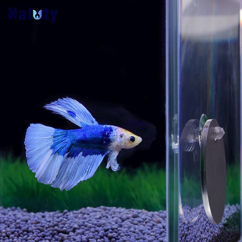 Betta Fish Fighting Training