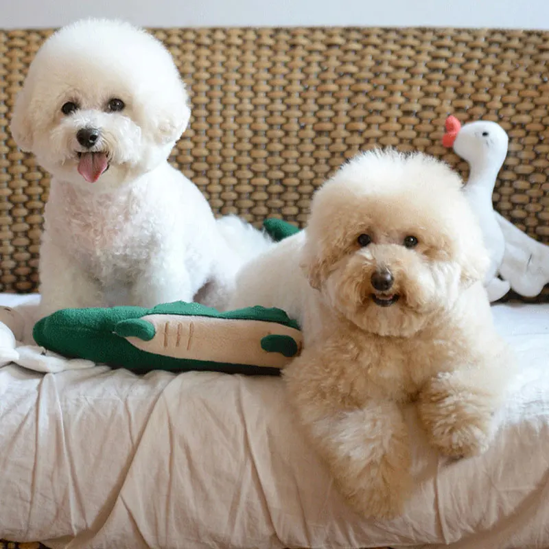 Bichon Frise Panda Cut