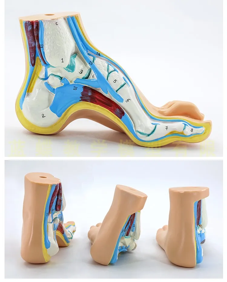 Foot-model-human-foot-palm-muscle-model-arch-foot-model-foot-anatomy.jpg