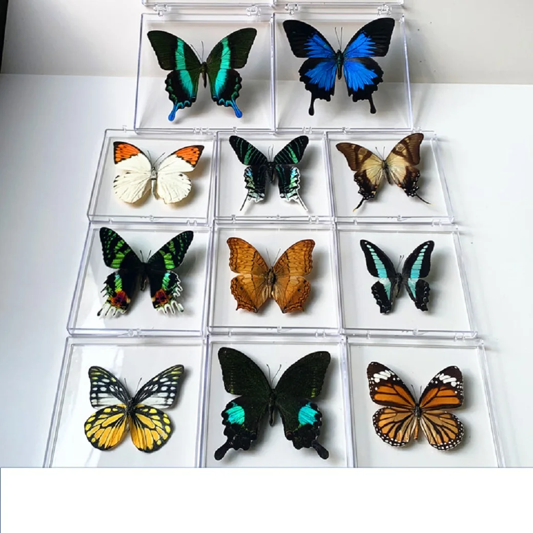 True-Butterfly-Specimens-Decoration-Dragonfly-Insect-specimen-Student ...
